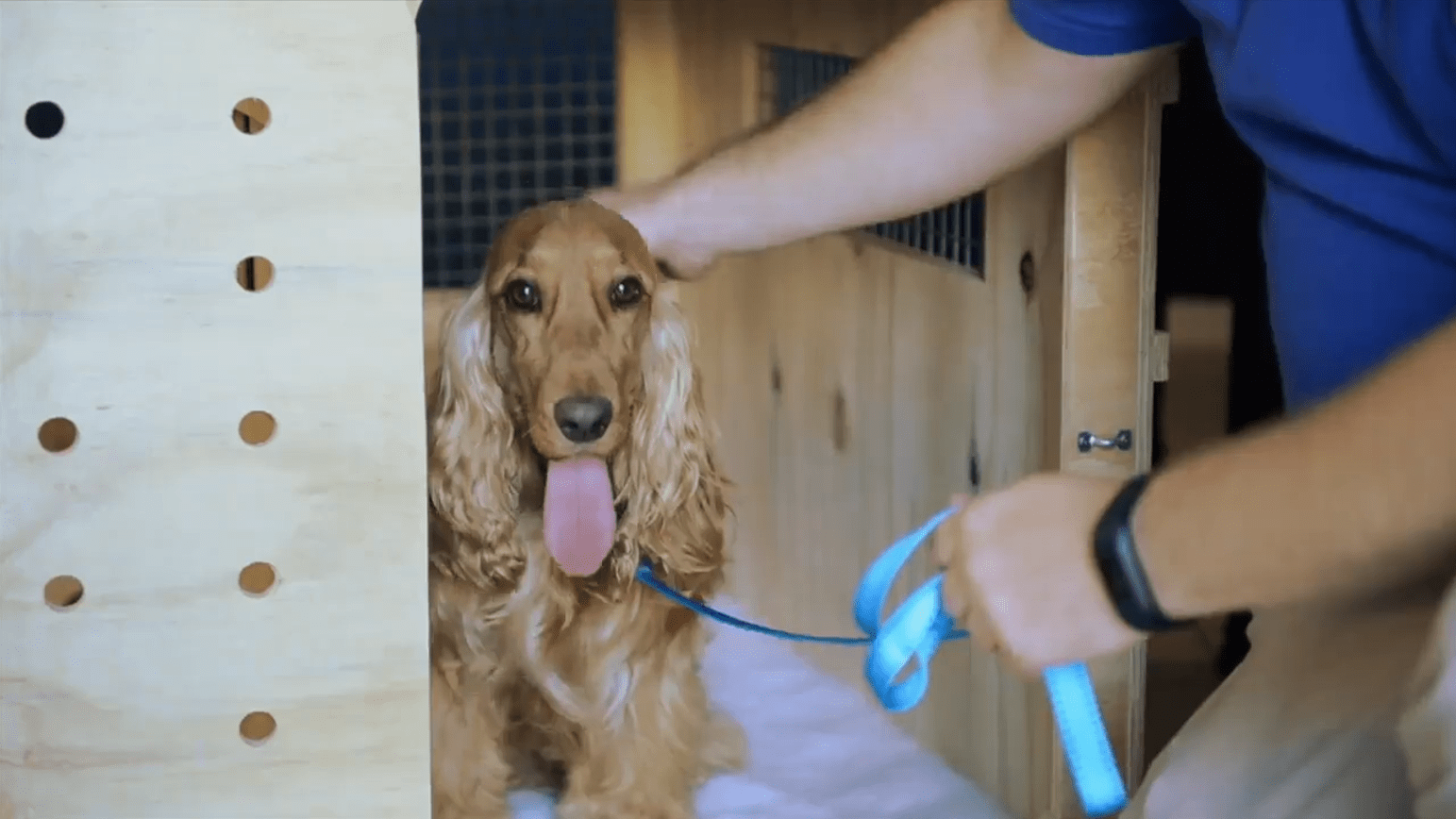 Everything You Need to Know About International Pet Relocation Services